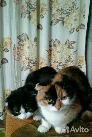 Кошачки вислоухие