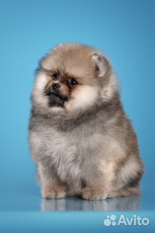 Целовательная малышка