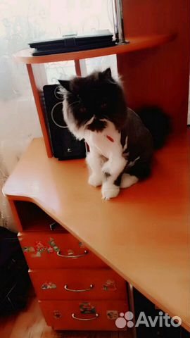 Котик