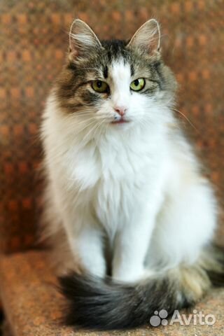 Кошка Шура ищет дом