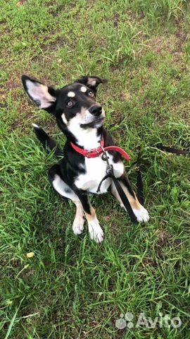 Молодая собачка в добрые руки