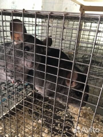 Продаются шиншиллы