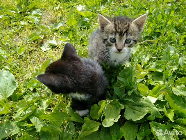 Котенок