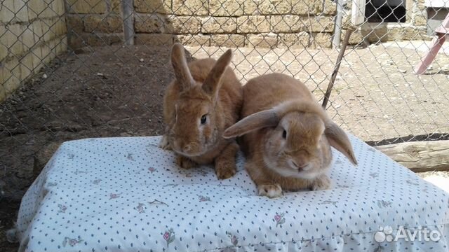 Декоративные кролики. (рабочая пара) Баранчики