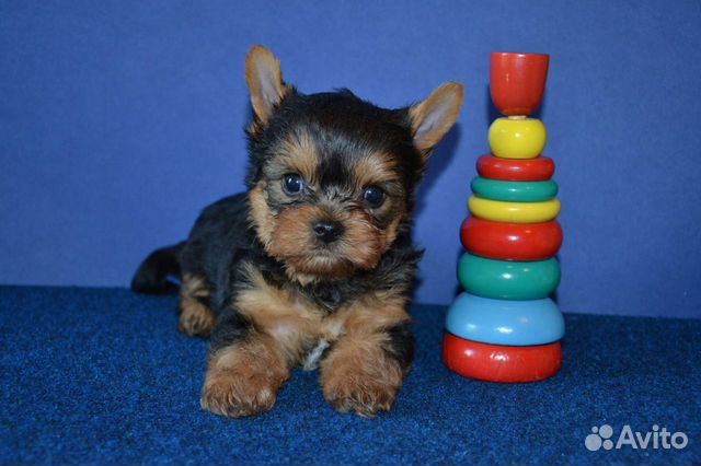 Самые обаятельные и привлекательные