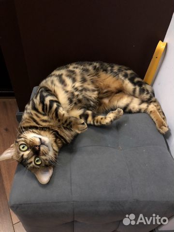 Отдадим в хорошие руки бенгальскую кошку девочку