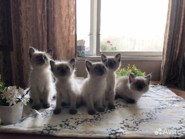 Балинезийские котята