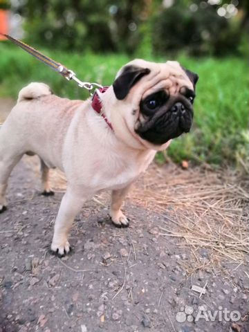 Красавец Мопс ищет подружку для продолжения рода