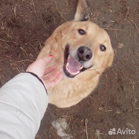 Рыжая лисичка в добрые руки