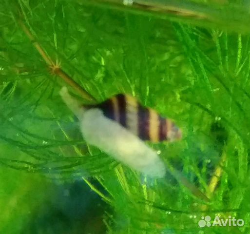 Улитка Хелена