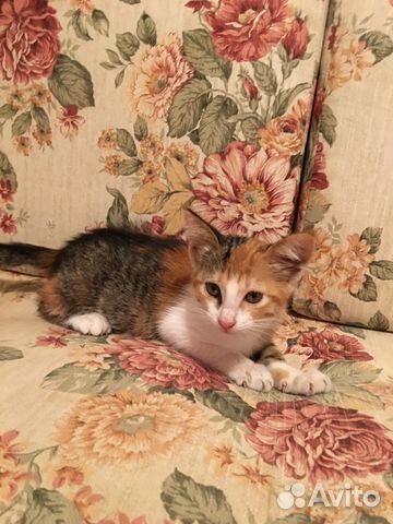 Милашка, 2 мес