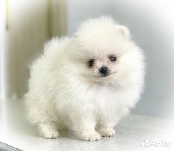 Настоящий померанец