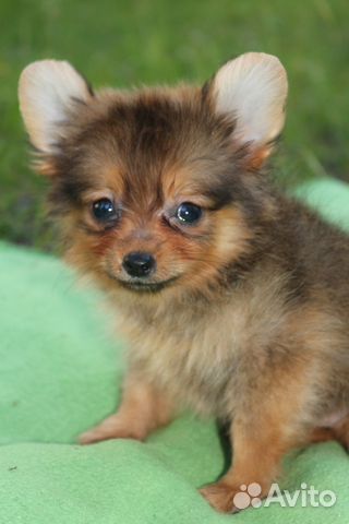 Лисичка сестричка