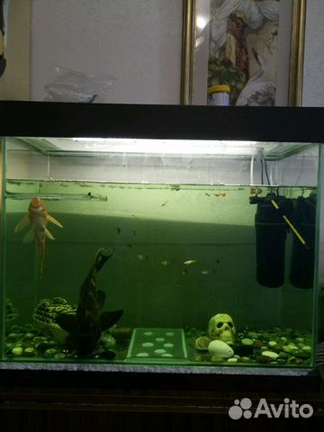 Аквариум на 135л с рыбами