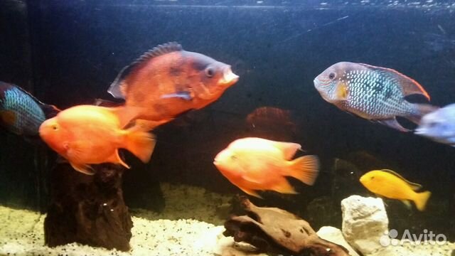 Рыбки цихлиды