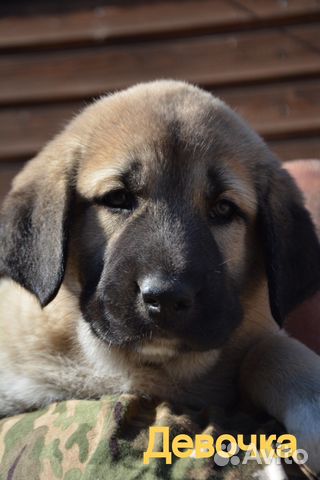 Щенки Кангала