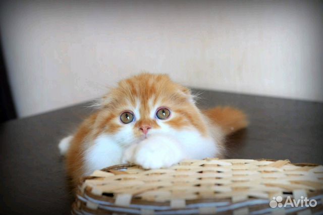 Хайленд фолд, беби фейс