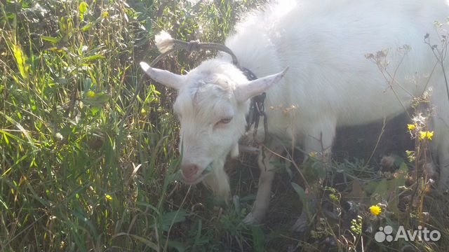 Коза Альпийская сукотная