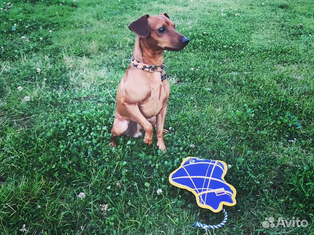 Вязка цвергпинчер. Пинчер