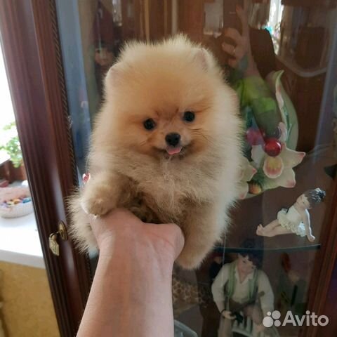 Микро девочка померанский шпиц