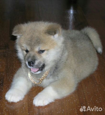 Японская акита