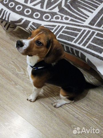 Мальчик Бигль