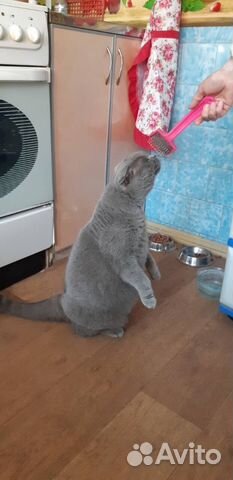 Кот шатландец вислоухий