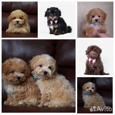 Желанные и очаровательные крошки Мальтипу