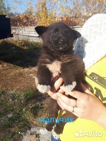 Бутуз карапуз