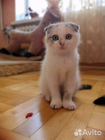 Кошечка милашка