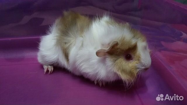 Морская свинка 3,5мес