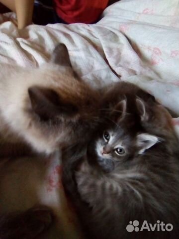 Котята сиамской кошки