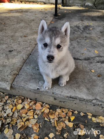 Сибирская хаски