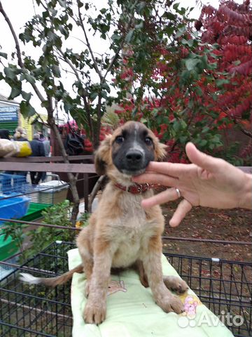 Щенок Гектор