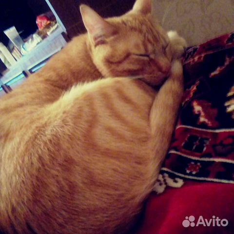 Котик Рони