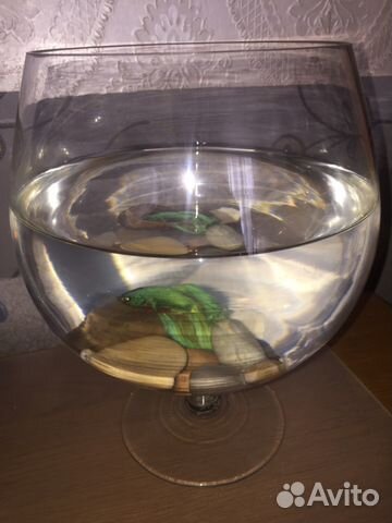 Домашнее животное рыбка