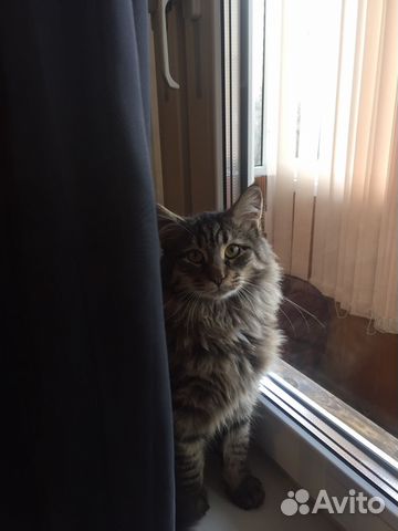 Отдам котёнка в добрые руки