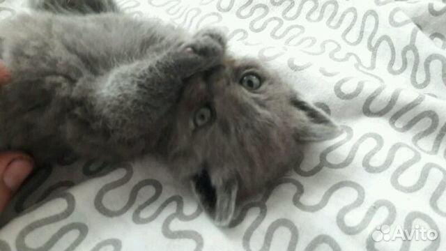 Милые котятки полубританцы)