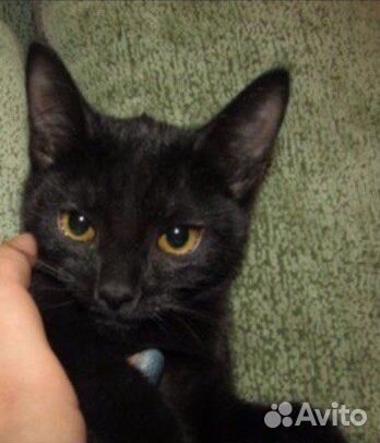 Кошечка Карамелька ищет дом