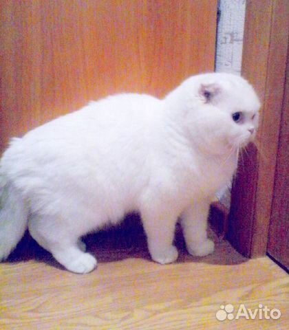 Шикарная белоснежная шотландская кошечка, 11 мес