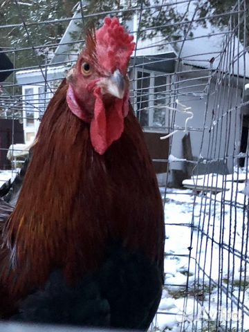 Петухи молодые