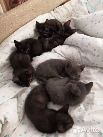Отдам котят Канадского сфинкса