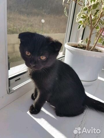 Котята вислоухие британы мальчики