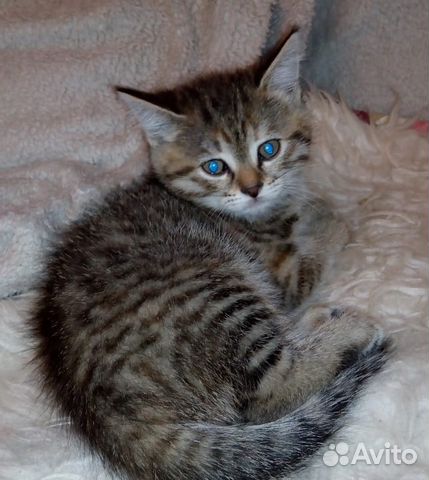 Милая маленькая кошечка очень хочет играть