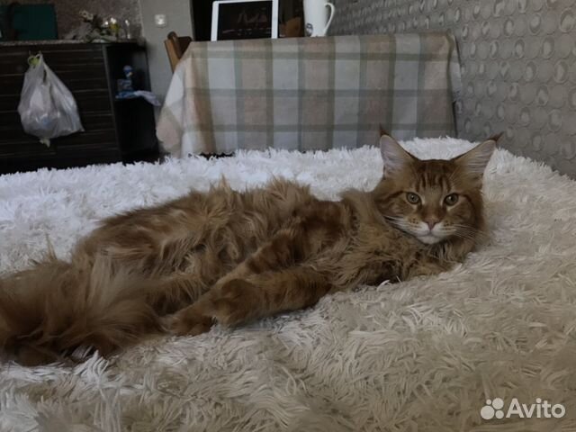 Вязка мейн-кун