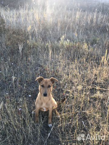 Собаке нужен хозяин