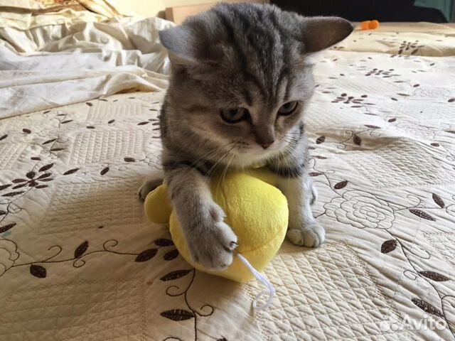 Британский котенок