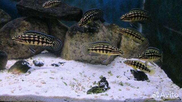 Рыба (Юлидохромисы гомби)