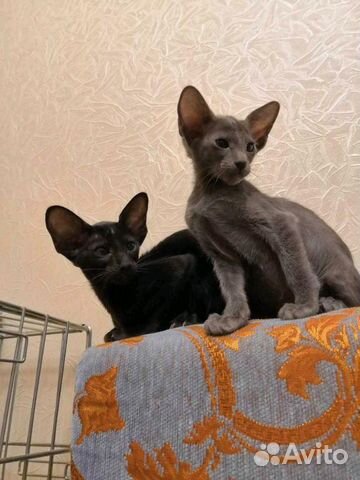 Отдам ориентальных котят