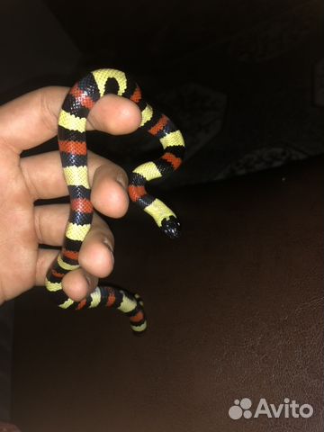 Королевский Кэмпбелл